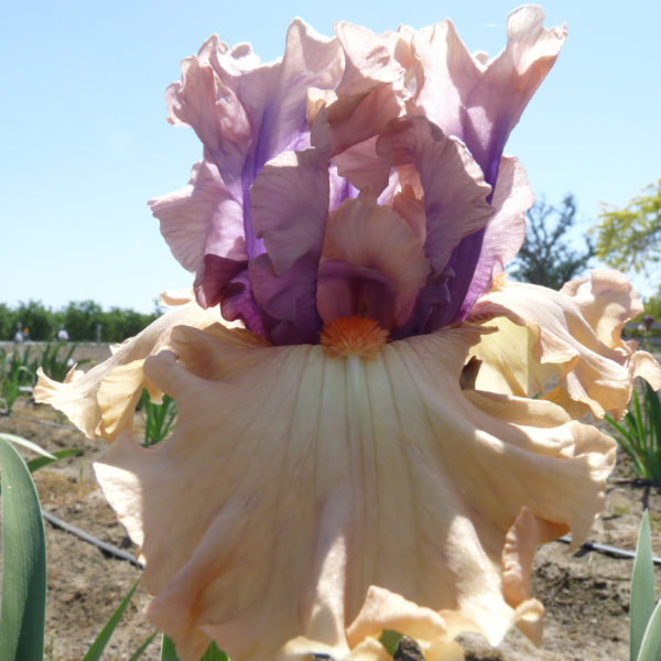 Westpointer | Iris Oasis Iris Garden