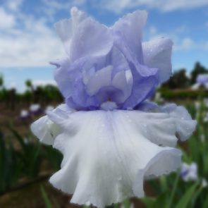 Westpointer | Iris Oasis Iris Garden