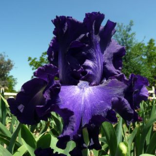 Westpointer | Iris Oasis Iris Garden