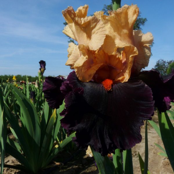 Westpointer | Iris Oasis Iris Garden