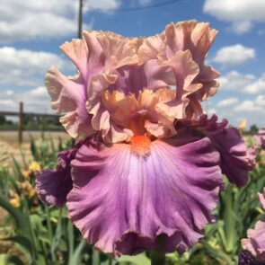 Westpointer | Iris Oasis Iris Garden