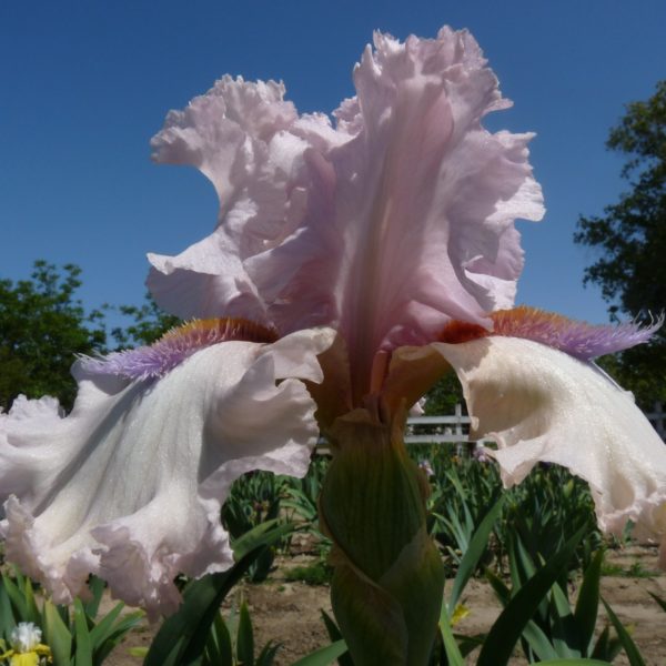 Westpointer | Iris Oasis Iris Garden