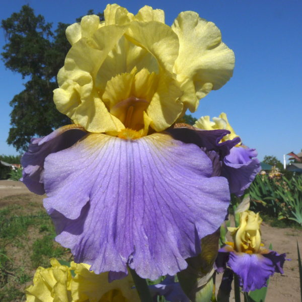 Westpointer | Iris Oasis Iris Garden