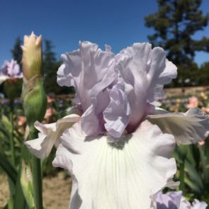 Westpointer | Iris Oasis Iris Garden