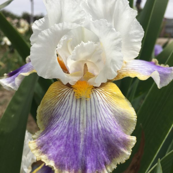 Westpointer | Iris Oasis Iris Garden