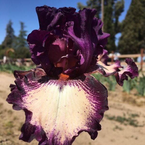 Westpointer | Iris Oasis Iris Garden