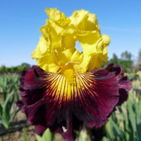 Westpointer | Iris Oasis Iris Garden