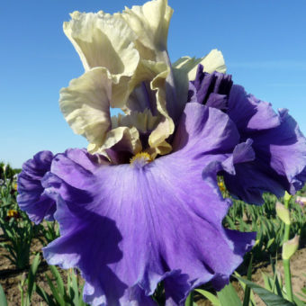 Westpointer | Iris Oasis Iris Garden