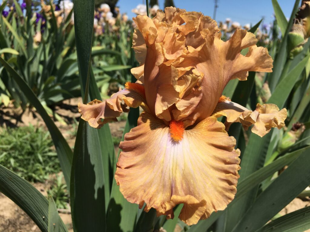 Homebody | Iris Oasis Iris Garden