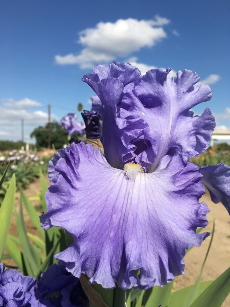 Baltic Sea | Iris Oasis Iris Garden