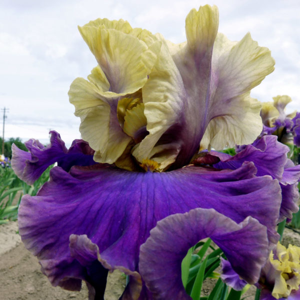 Countess | Iris Oasis Iris Garden