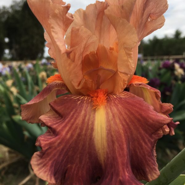 Countess | Iris Oasis Iris Garden
