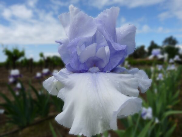 Charlie’s Cloud | Iris Oasis Iris Garden