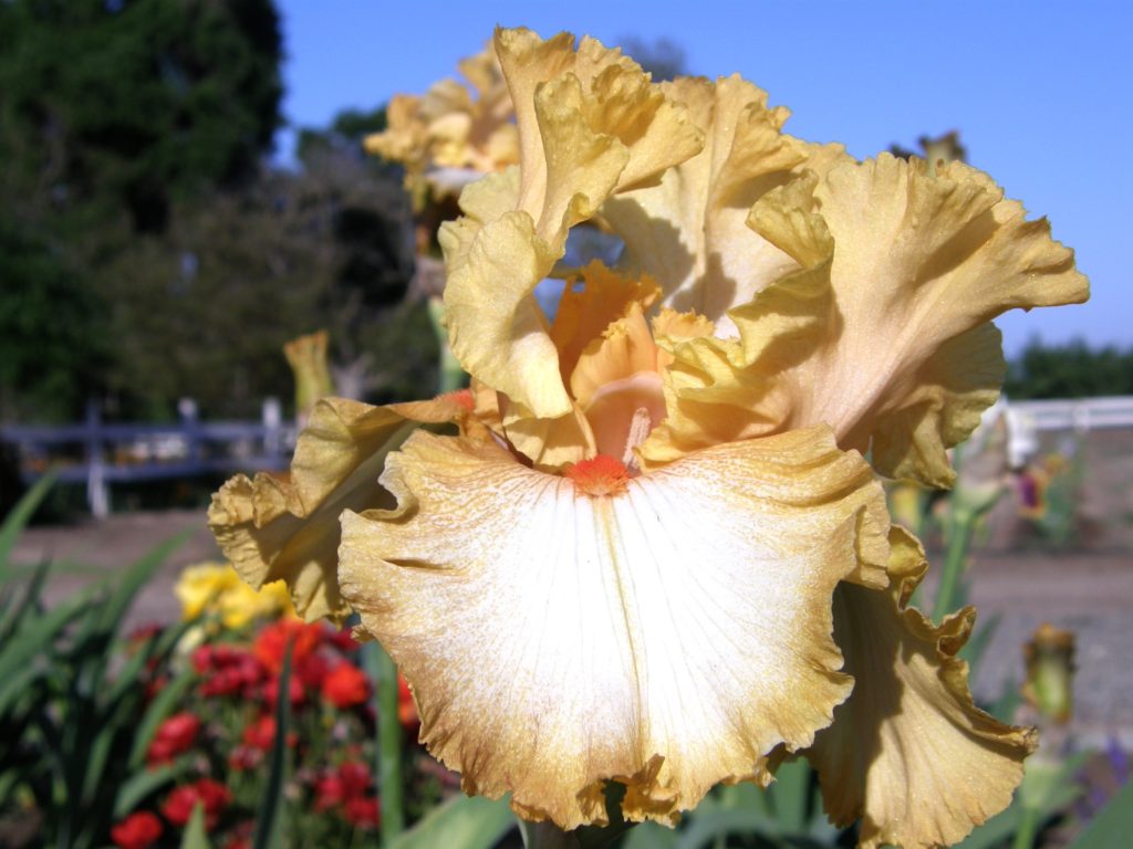 Cheap Frills | Iris Oasis Iris Garden