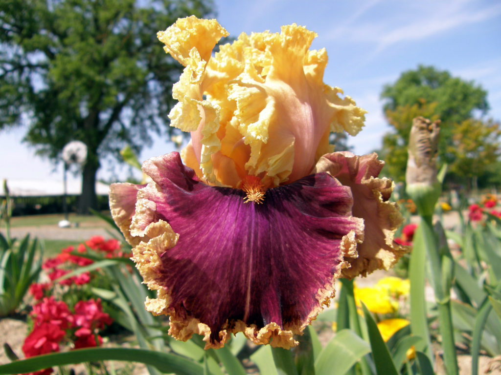 Decadence | Iris Oasis Iris Garden