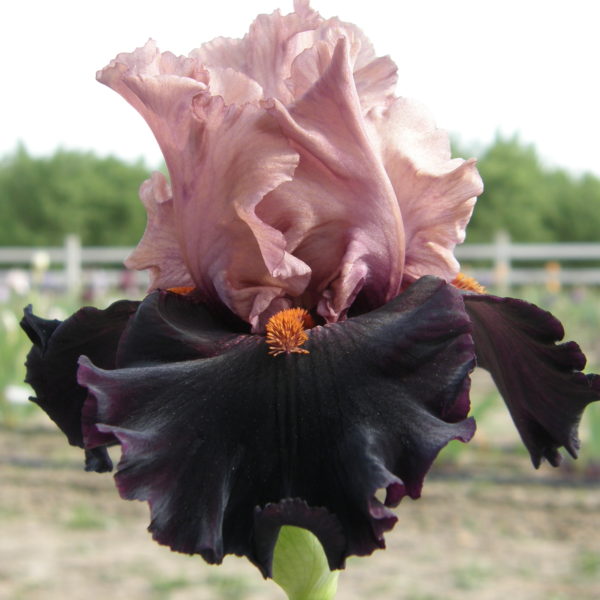 Countess | Iris Oasis Iris Garden