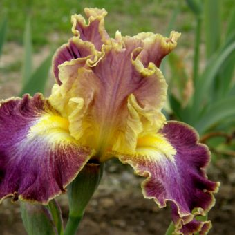 Westpointer | Iris Oasis Iris Garden