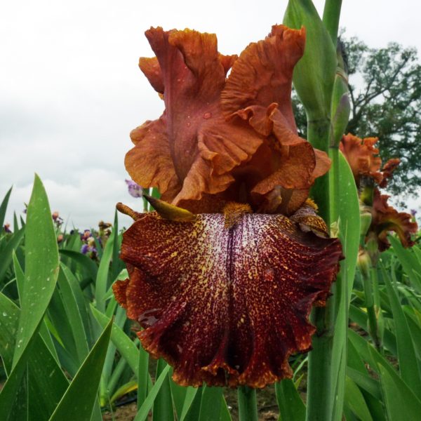 Westpointer | Iris Oasis Iris Garden