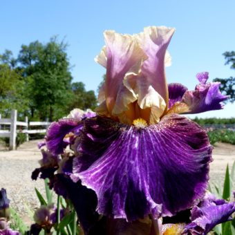 Countess | Iris Oasis Iris Garden