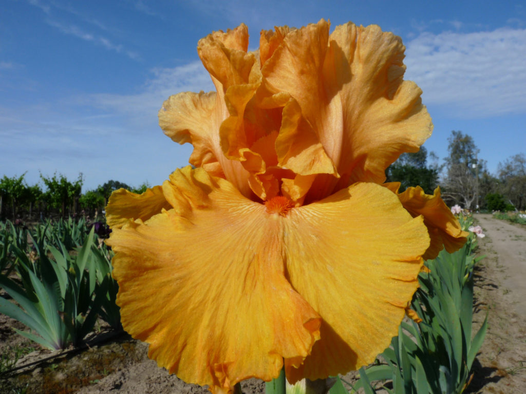 Magical Glow | Iris Oasis Iris Garden