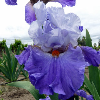 Countess | Iris Oasis Iris Garden