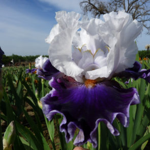 Countess | Iris Oasis Iris Garden