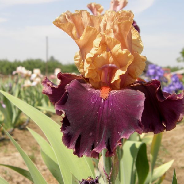 All About Blue | Iris Oasis Iris Garden