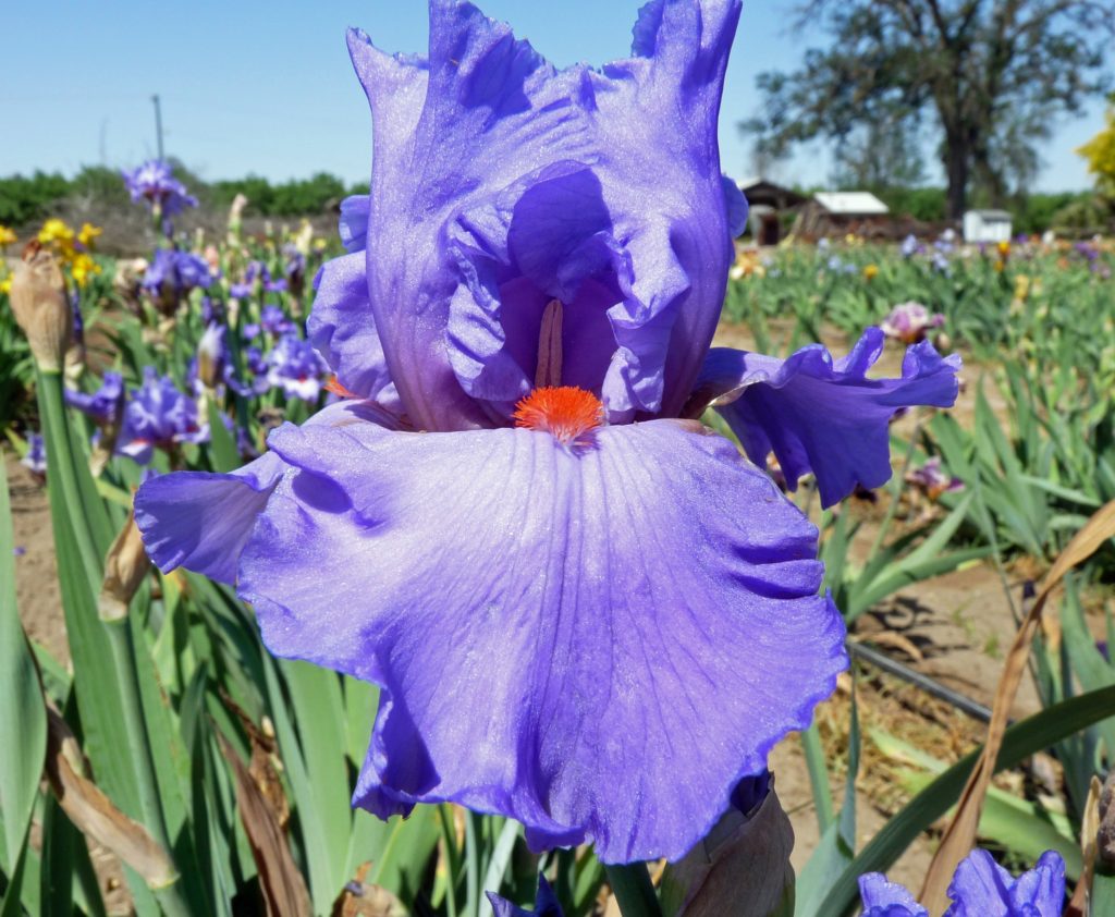 Pacific Fire | Iris Oasis Iris Garden