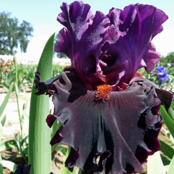 Westpointer | Iris Oasis Iris Garden