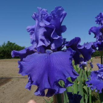 Countess | Iris Oasis Iris Garden