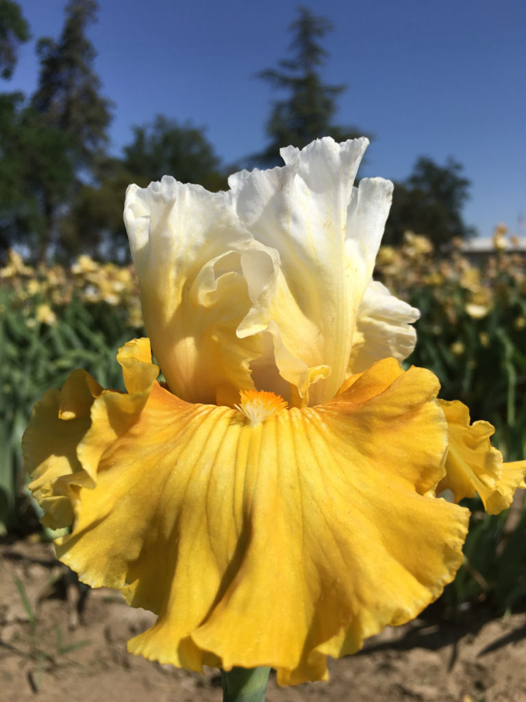 Tour de France | Iris Oasis Iris Garden