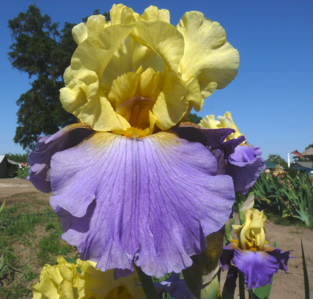 Two Sided Coin | Iris Oasis Iris Garden