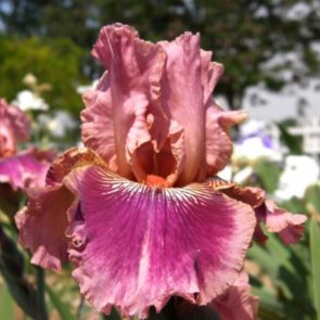 Westpointer | Iris Oasis Iris Garden