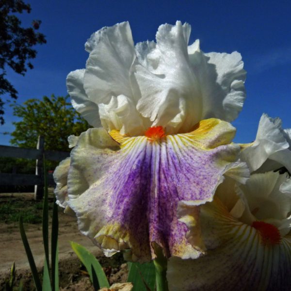 Products | Iris Oasis Iris Garden