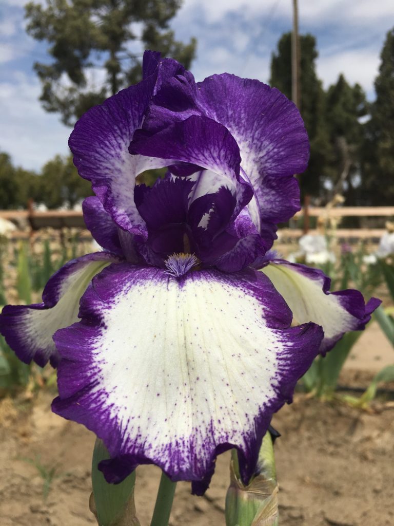 Going My Way | Iris Oasis Iris Garden