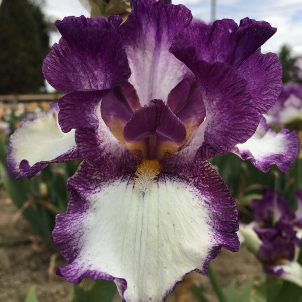 Countess | Iris Oasis Iris Garden