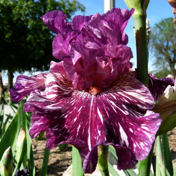 Westpointer | Iris Oasis Iris Garden