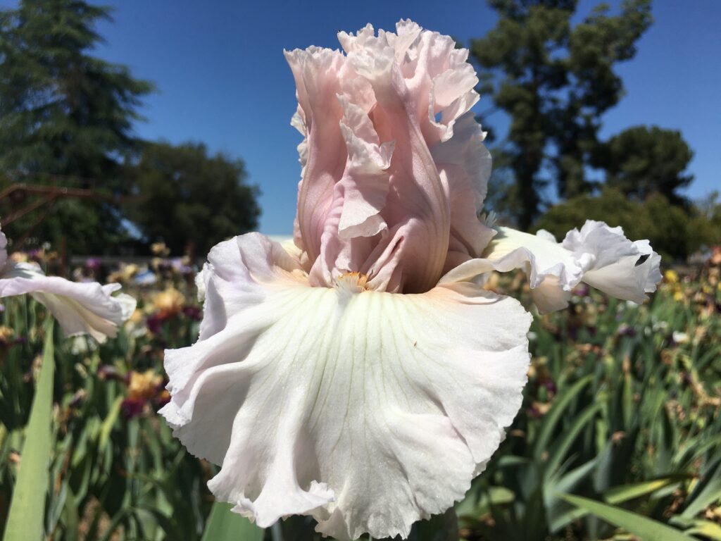 Soft Curves | Iris Oasis Iris Garden