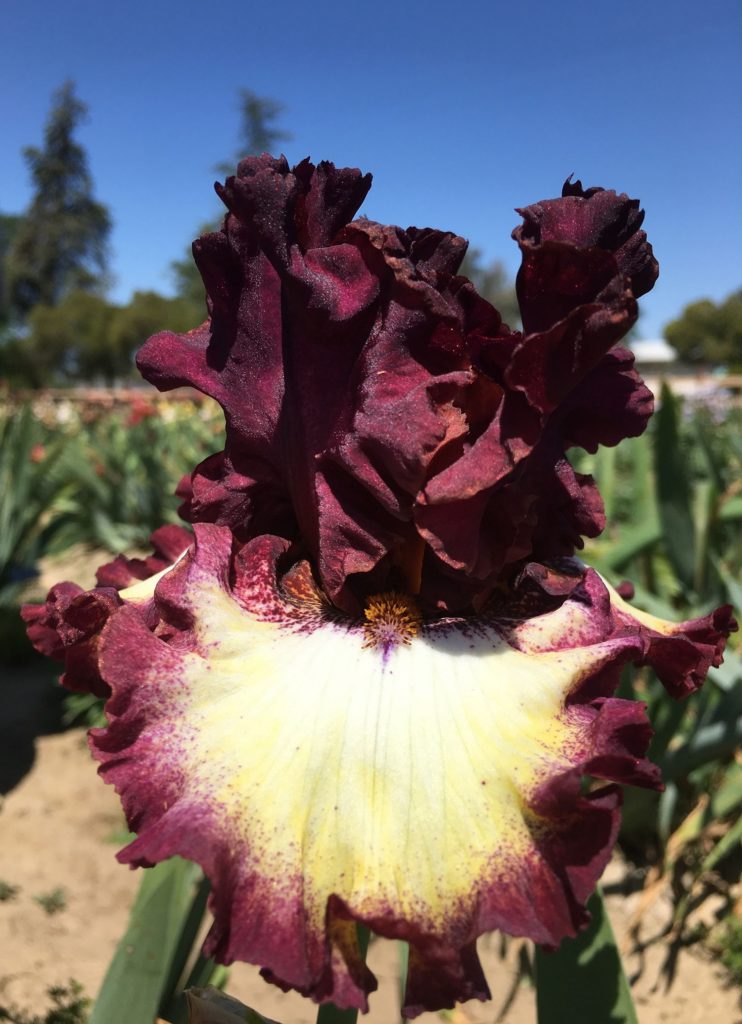 Class Ring | Iris Oasis Iris Garden