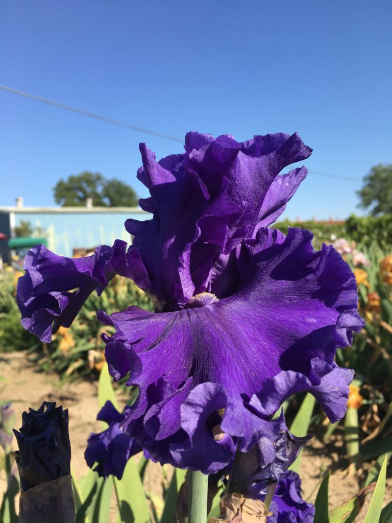 Rippling River | Iris Oasis Iris Garden