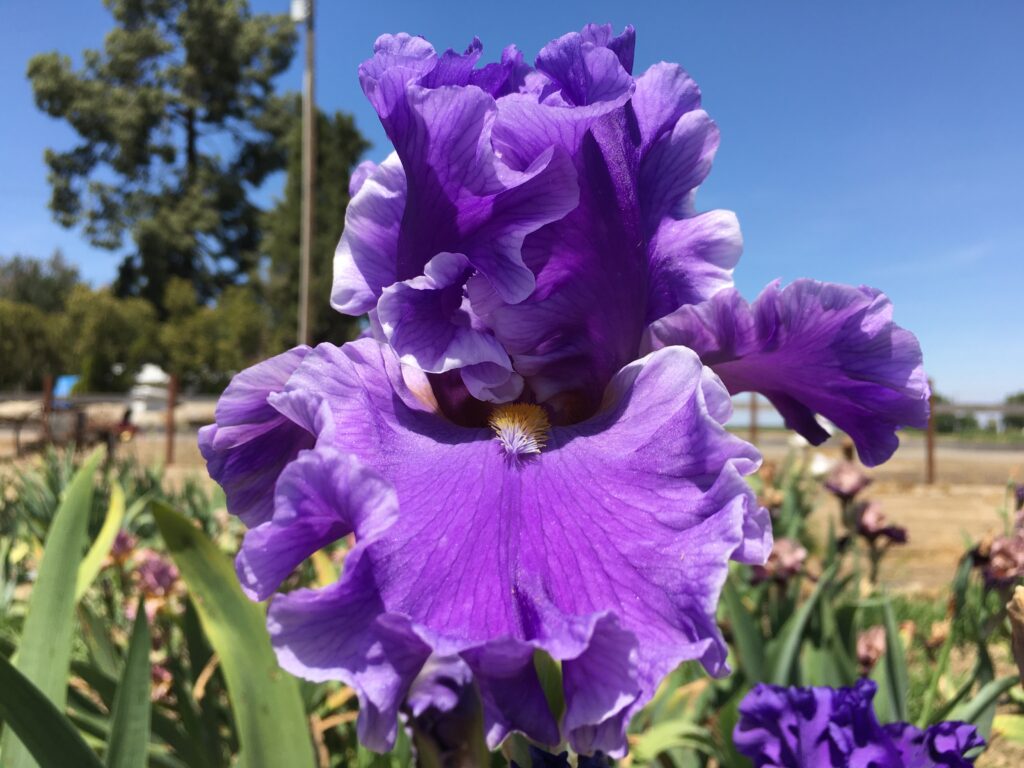 Flying First Class | Iris Oasis Iris Garden