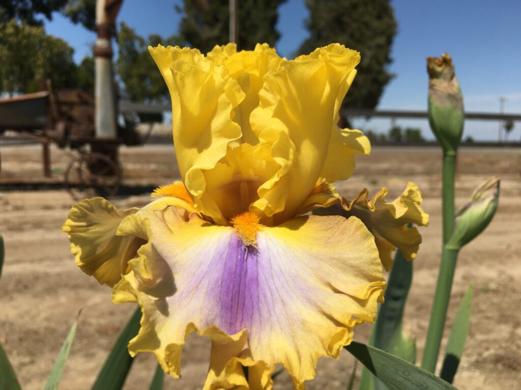 Good Morning Sunshine | Iris Oasis Iris Garden