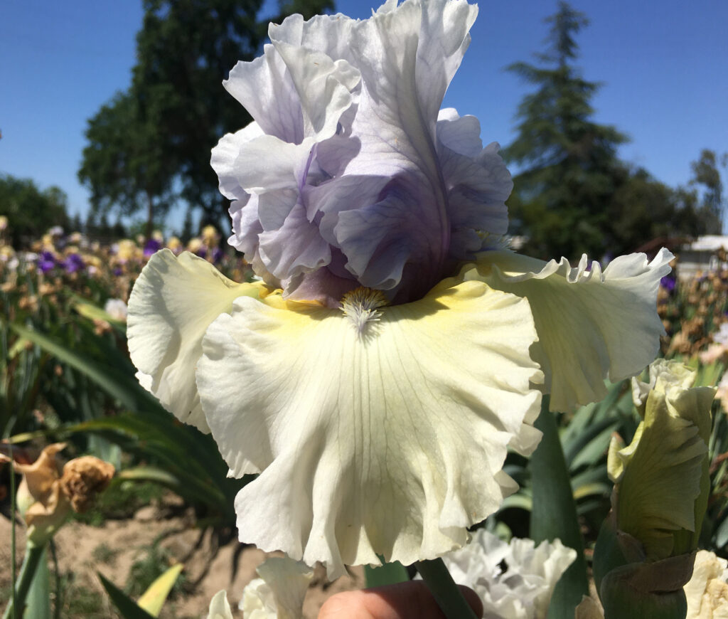 Stormrise | Iris Oasis Iris Garden