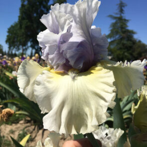 Westpointer | Iris Oasis Iris Garden