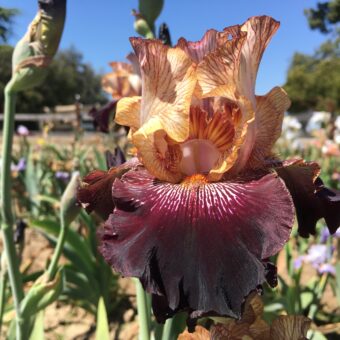 Products | Iris Oasis Iris Garden