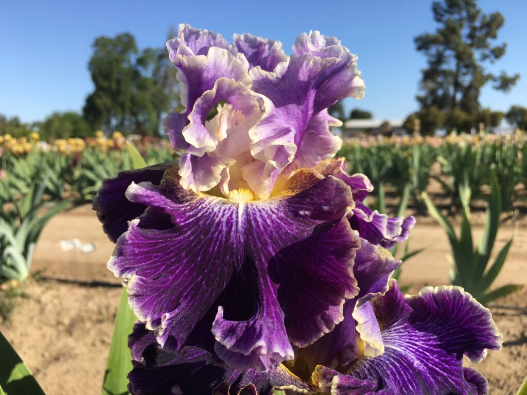 Belle Fille | Iris Oasis Iris Garden