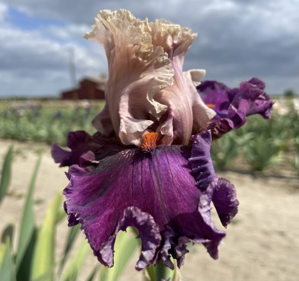 Elite | Iris Oasis Iris Garden