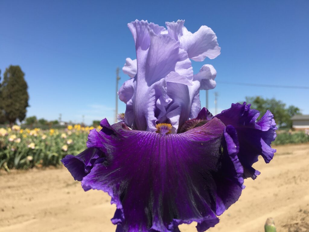 Global Crossing | Iris Oasis Iris Garden