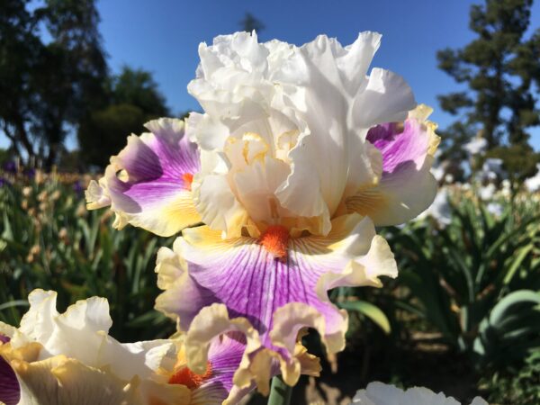 Having A Party | Iris Oasis Iris Garden