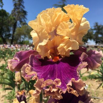 Countess | Iris Oasis Iris Garden